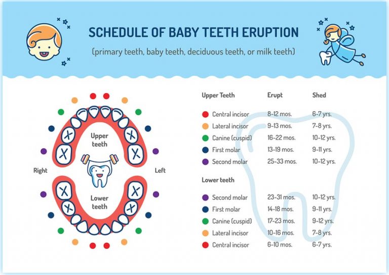 Tooth Eruption Chart for Baby and Adult Teeth