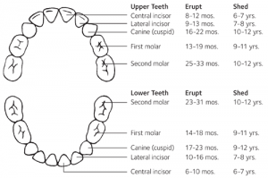 Tooth Eruption – When It Happens, What To Expect